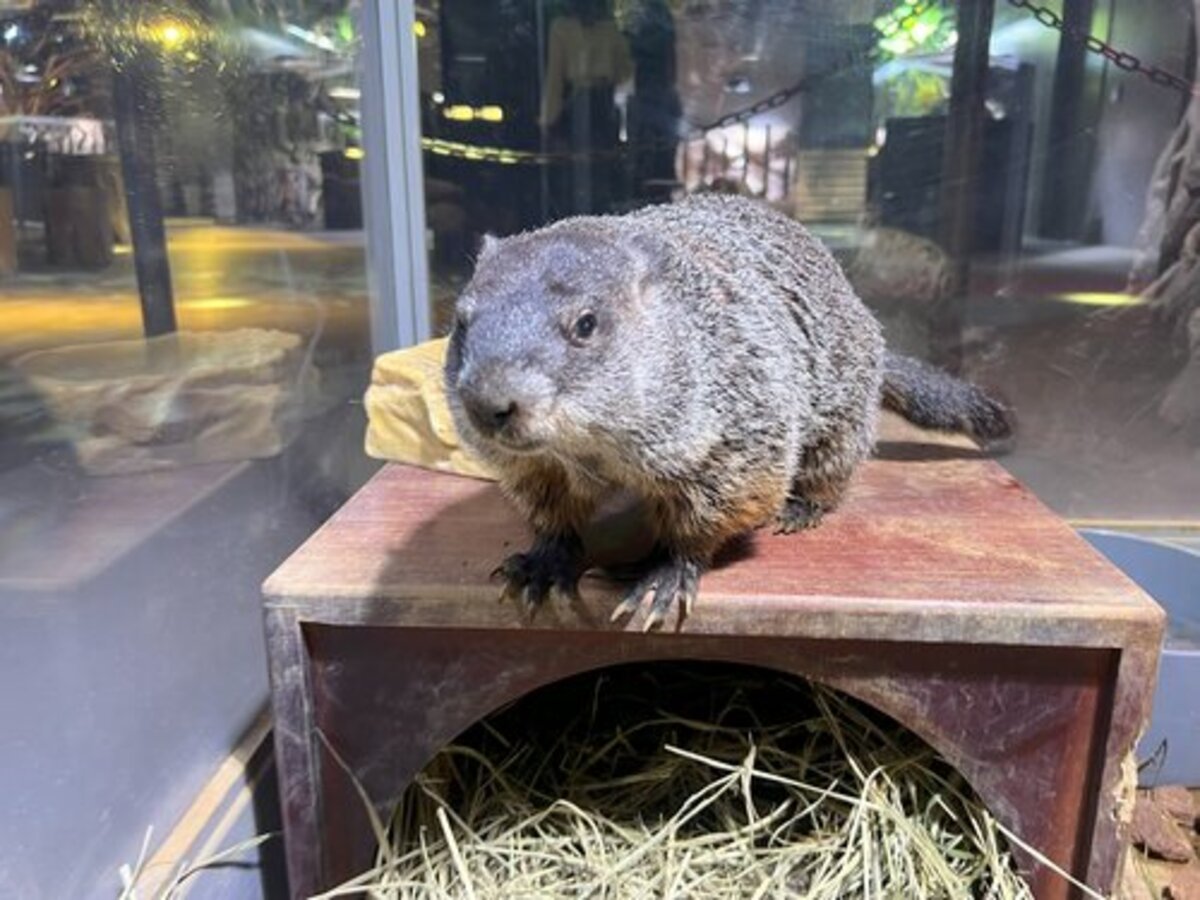 ウッドチャックって何？！｜アトア Blog｜【公式】アトア átoa（神戸）